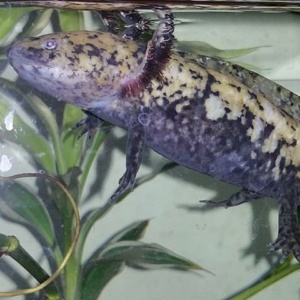 Different Types Of Axolotls - Axolotl Morphs / Colors / Colours